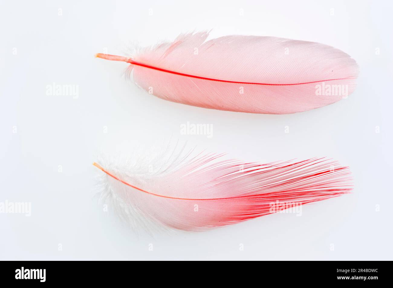 Roseate Spoonbill, Feathered (Ajaja ajaja) Red Spoonbill Stock Photo ...