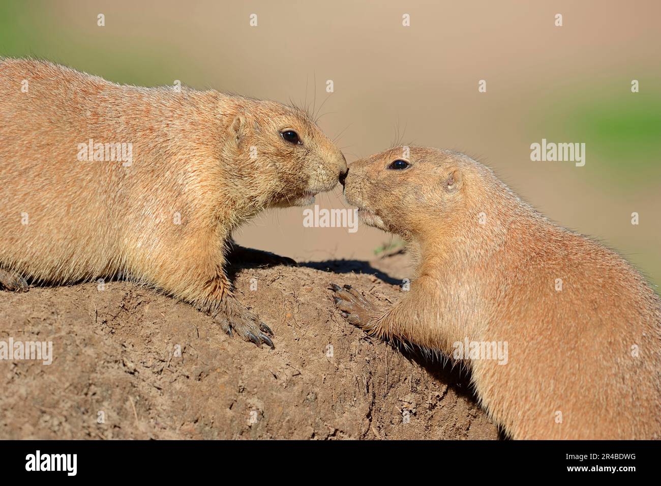 Black-tailed Prairie Dogs (Cynomys ludovicianus), pair, Black-tailed ...