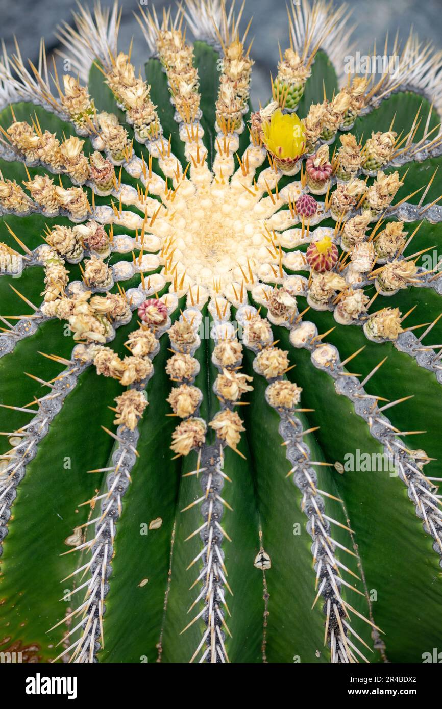 a close up macro image of a flowering cactus plant in a volcanic ...