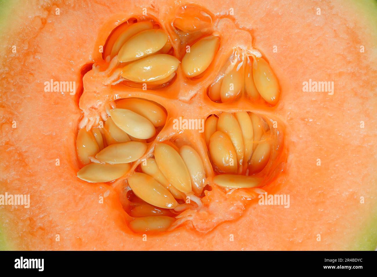 Honeydew melon, halved fruit with seeds, sugar melon (Cucumis melo ...