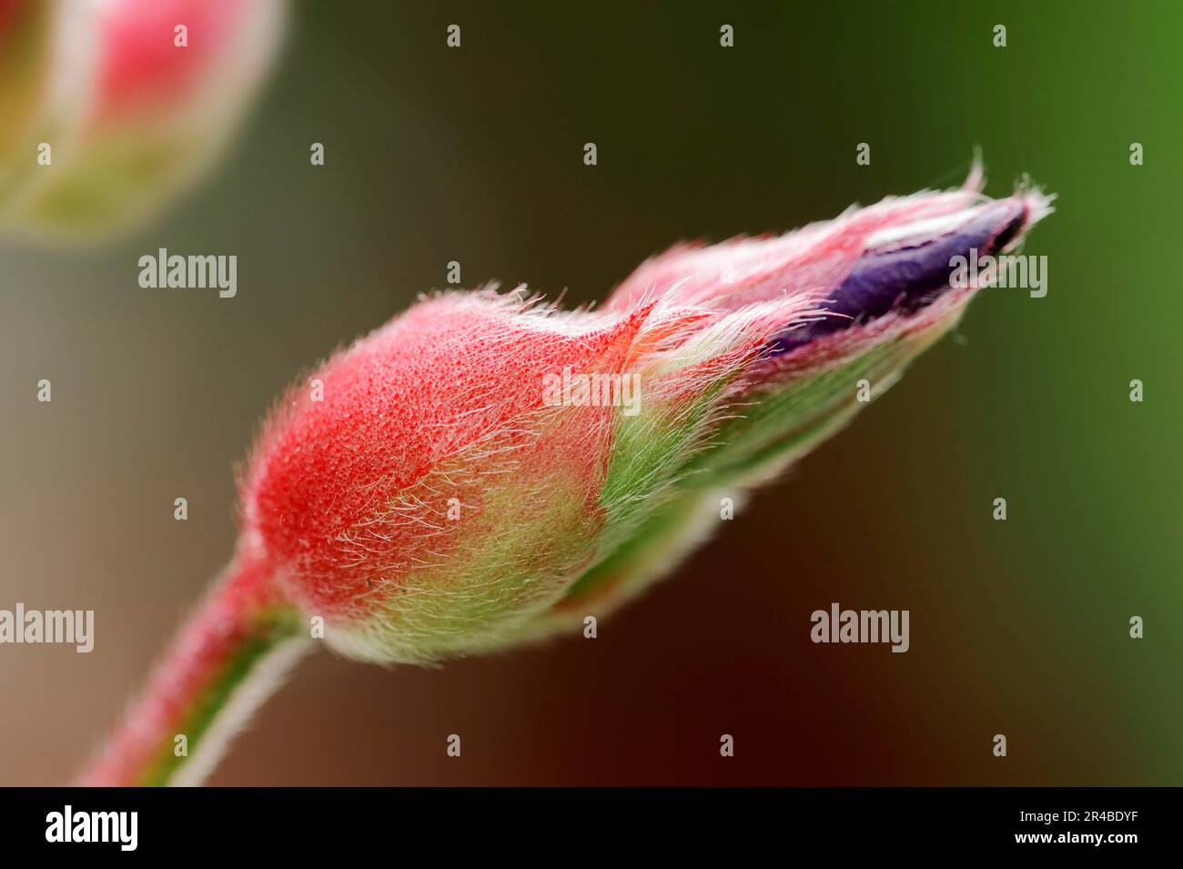 Princess flower, Flower bud (Tibouchina urvilleana), Glossy tibouchina ...