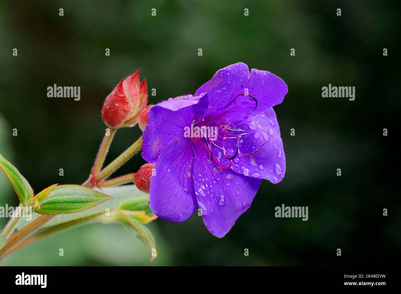 Princess flower, Flower bud (Tibouchina urvilleana), Glossy tibouchina ...