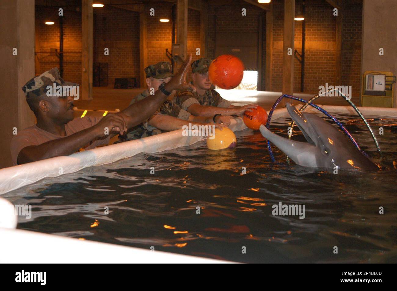 US Navy Four dolphins are being placed in a temporary saltwater pool ...