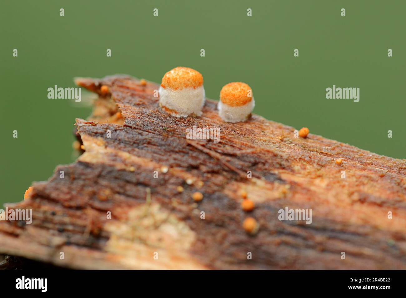 Common Bird's Nest (Crucibulum laeve) Fungus, North Rhine-Westphalia ...