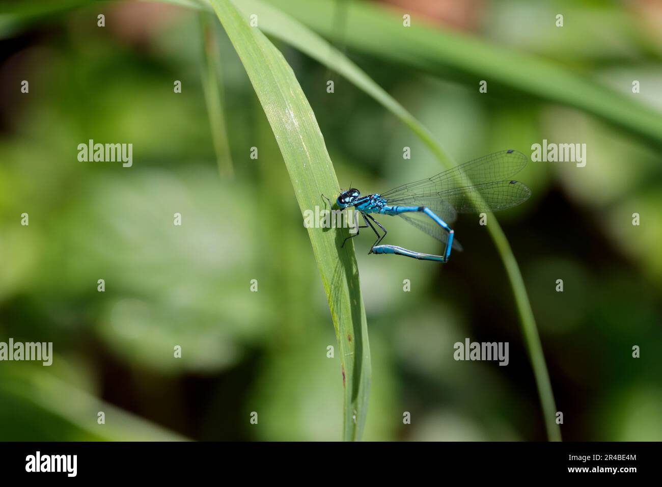 Common blue damselfly Enallagma cyathigerum, on vegetation touching the ...