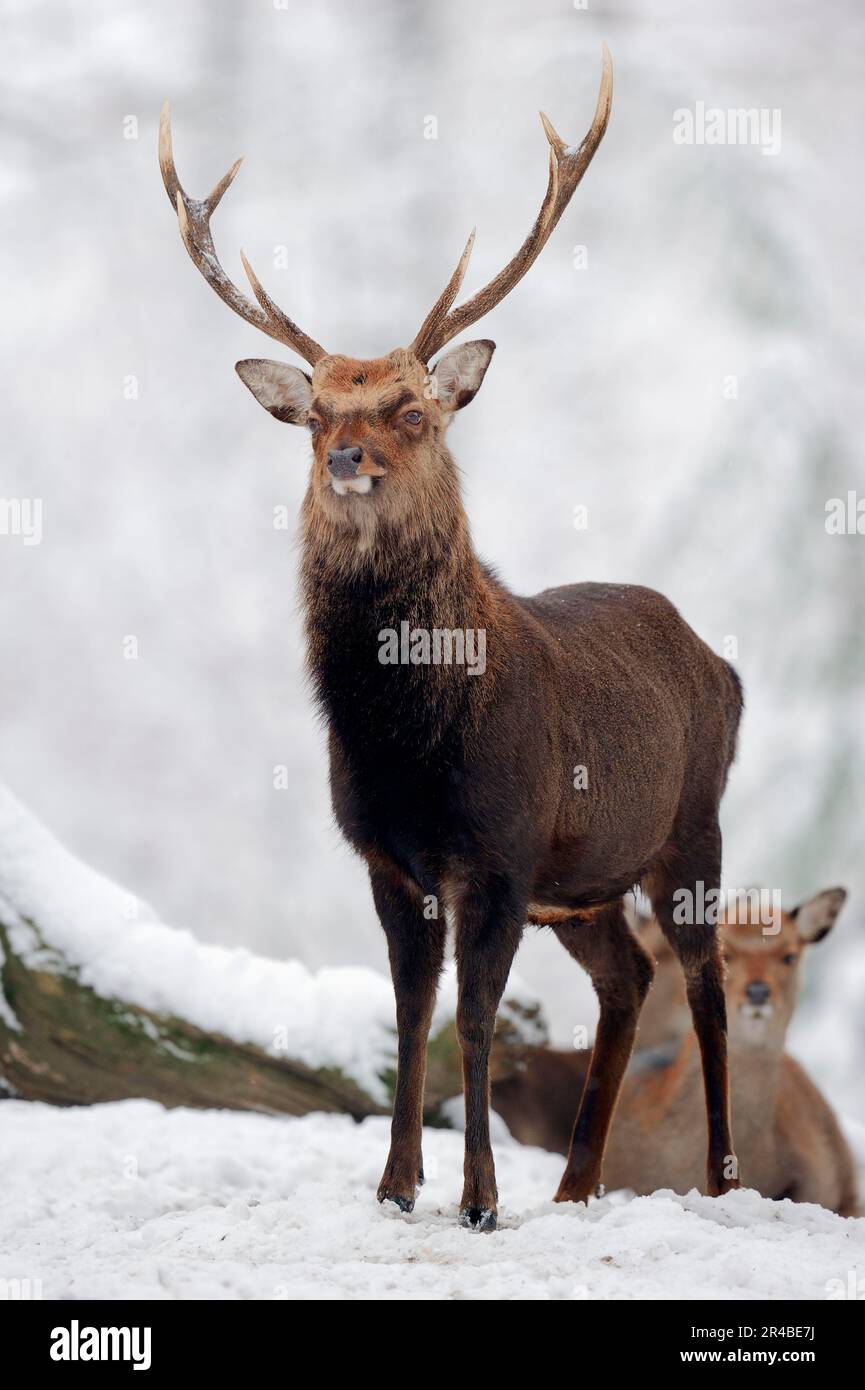Japanese Sika deer (Cervus nippon nippon) in winter, Japansika, Japan ...