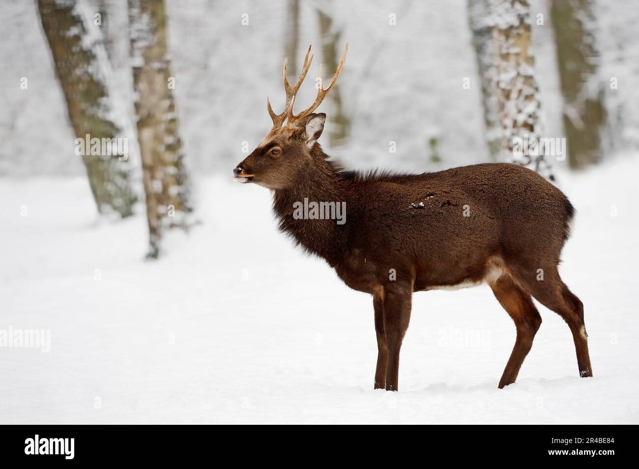Japanese Sika deer (Cervus nippon nippon), male, in winter, Japansika ...