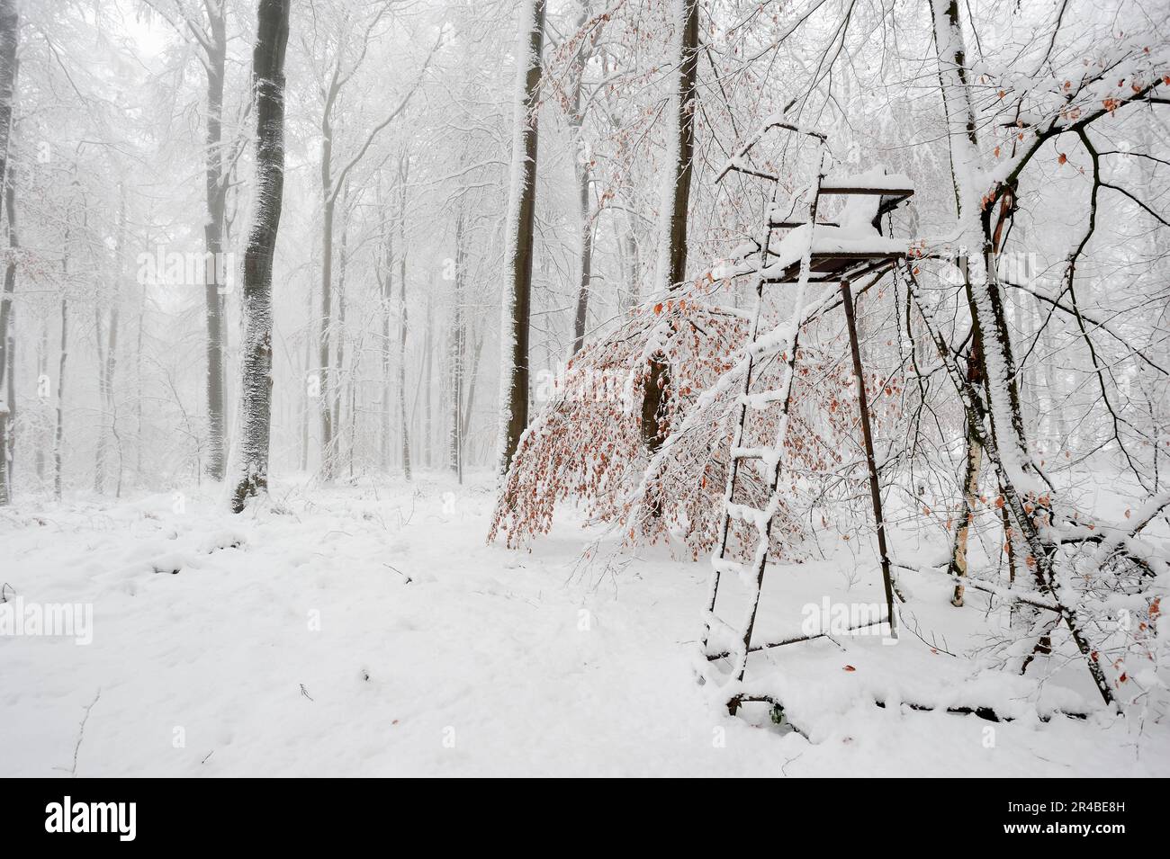 Common beeches (Fagus sylvatica) and raised hide in winter, North Rhine ...