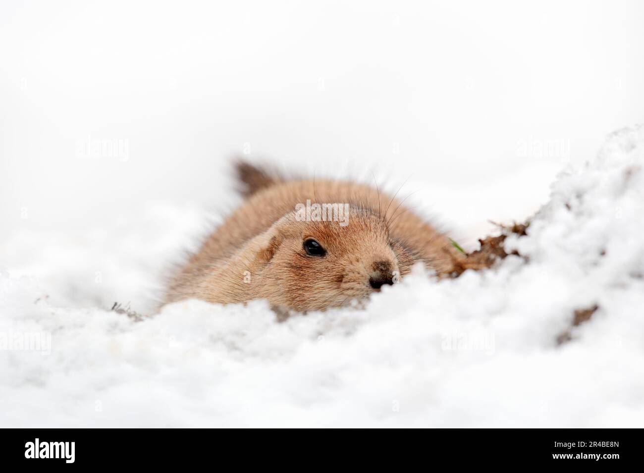 Black-tailed Prairie Dog (Cynomys ludovicianus) at the burrow in winter ...