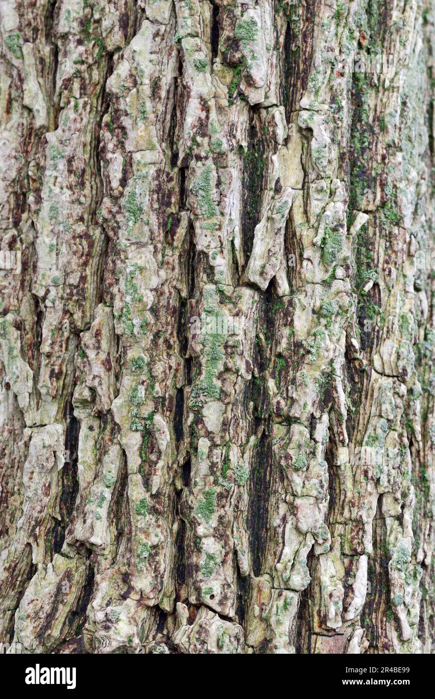 Elder tree bark hi-res stock photography and images - Alamy