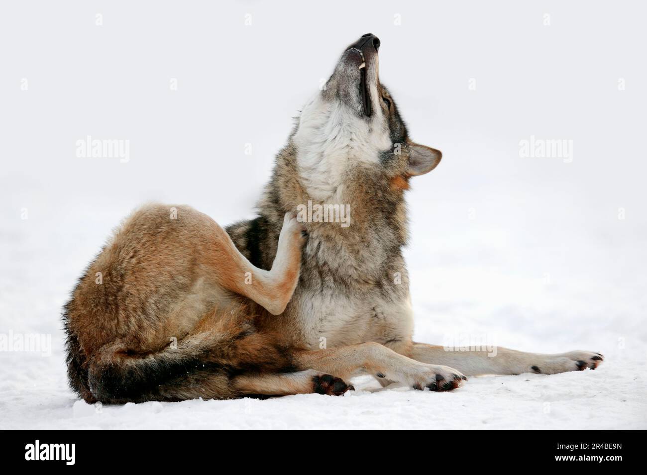 European Grey Wolf in winter, European Gray Wolf (Canis lupus lupus ...