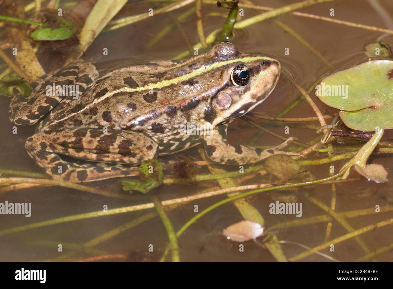 Landscape format marsh frog croaking hi-res stock photography and ...