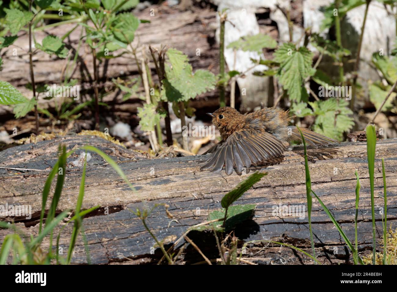 Robin juvenile spreading wings on old log hi-res stock photography and ...