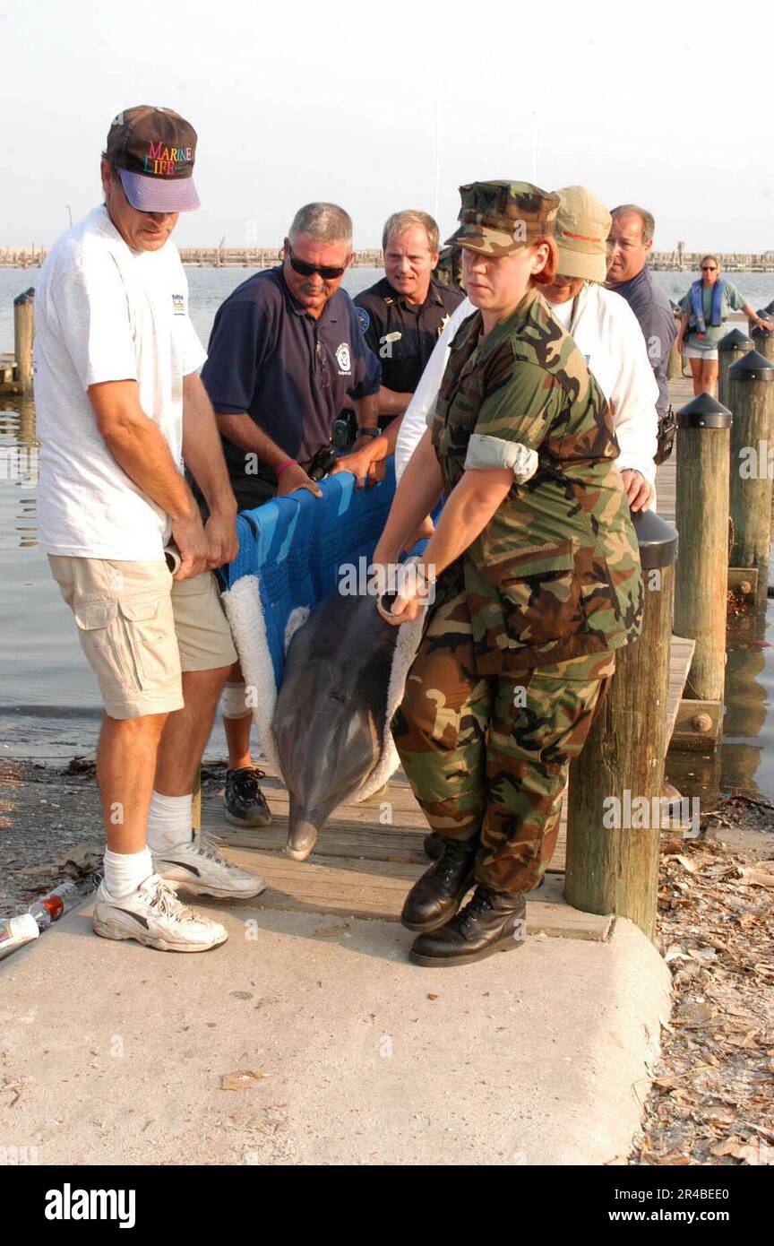 US Navy Four dolphins were rescued and brought to NCBC Gulfport Stock ...