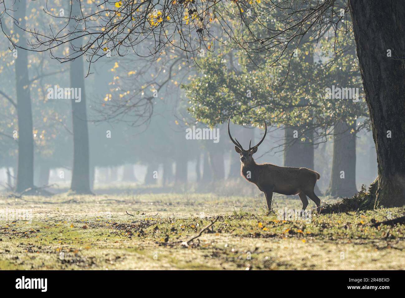 Protected biodiversity habitat hi-res stock photography and images - Alamy