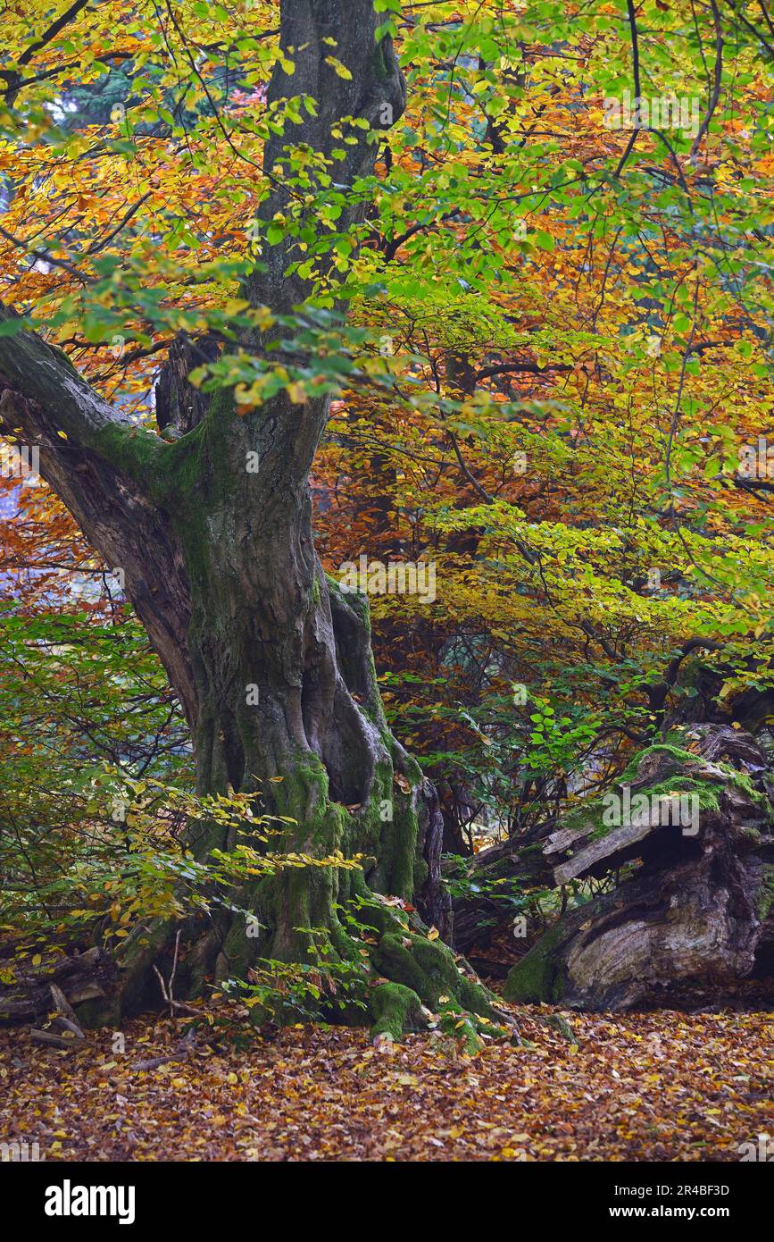 Old beech (Fagus), approx. 800 years old, Sababurg primeval forest nature reserve, Hesse ...