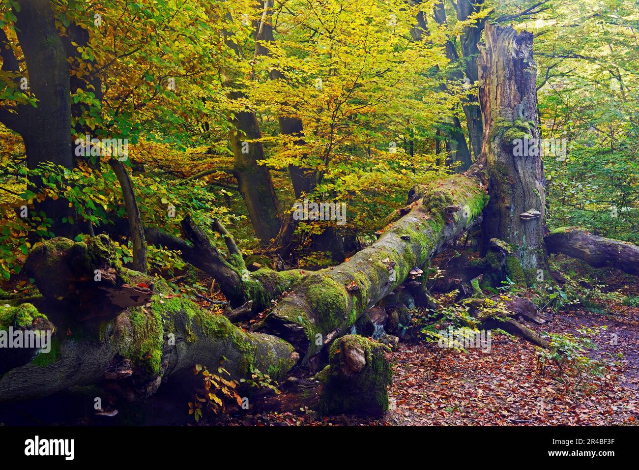 Old beech (Fagus), approx. 400 years old, Sababurg primeval forest ...