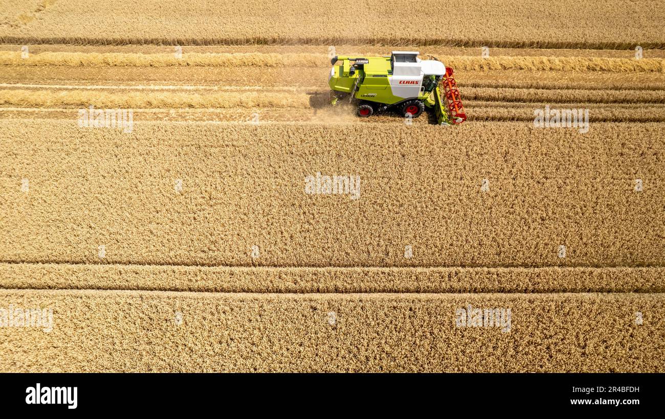 Aerial view of grain harvesting with a combine harvester in a field ...