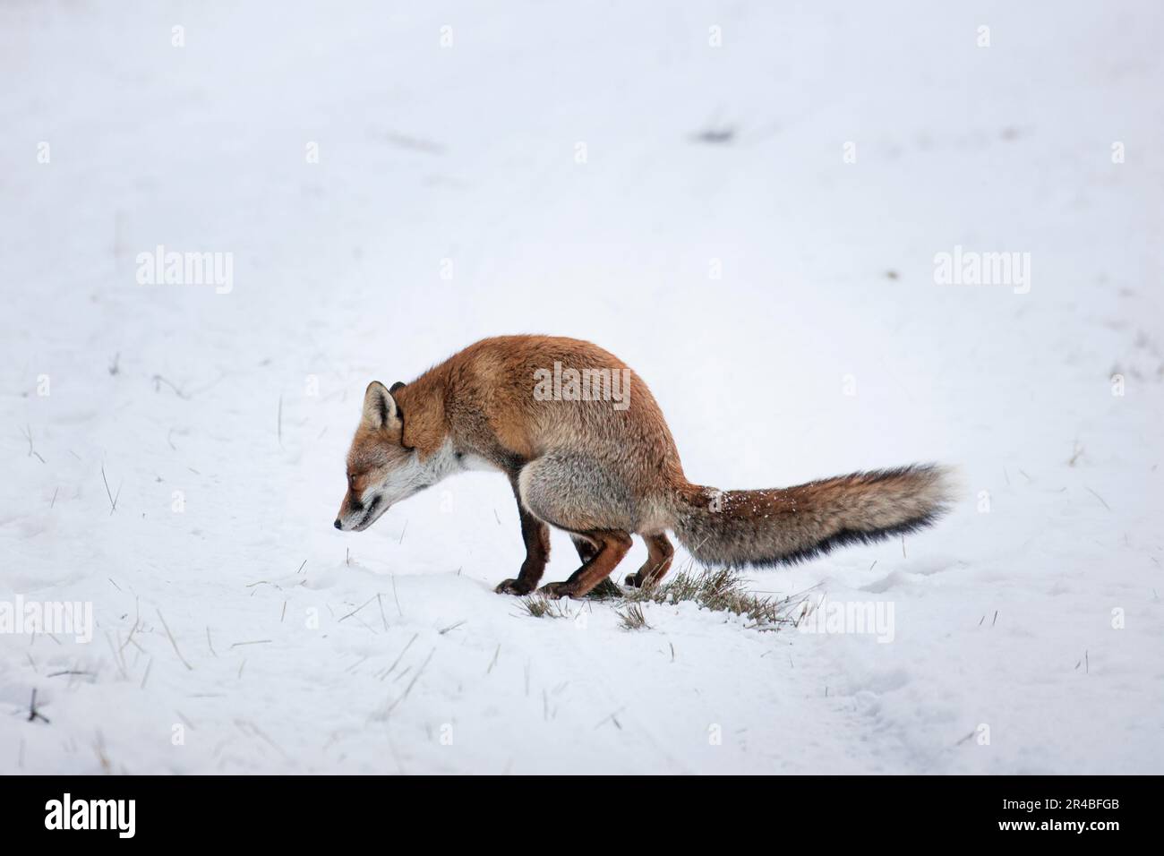 Red Fox (Vulpes vulpes Stock Photo - Alamy