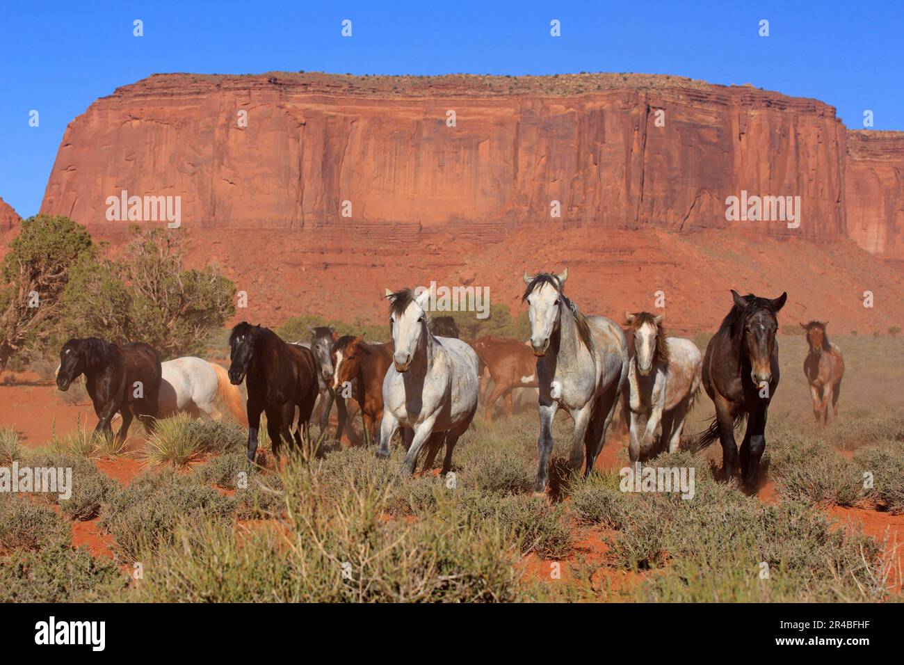 Mustangs, Monument Valley, Utah, USA Stock Photo - Alamy