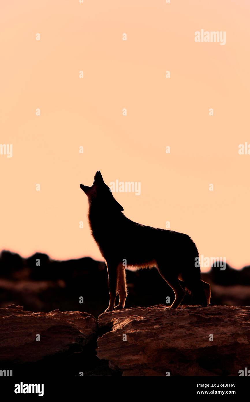 Coyote (Canis latrans), Monument Valley, Utah, USA Stock Photo - Alamy