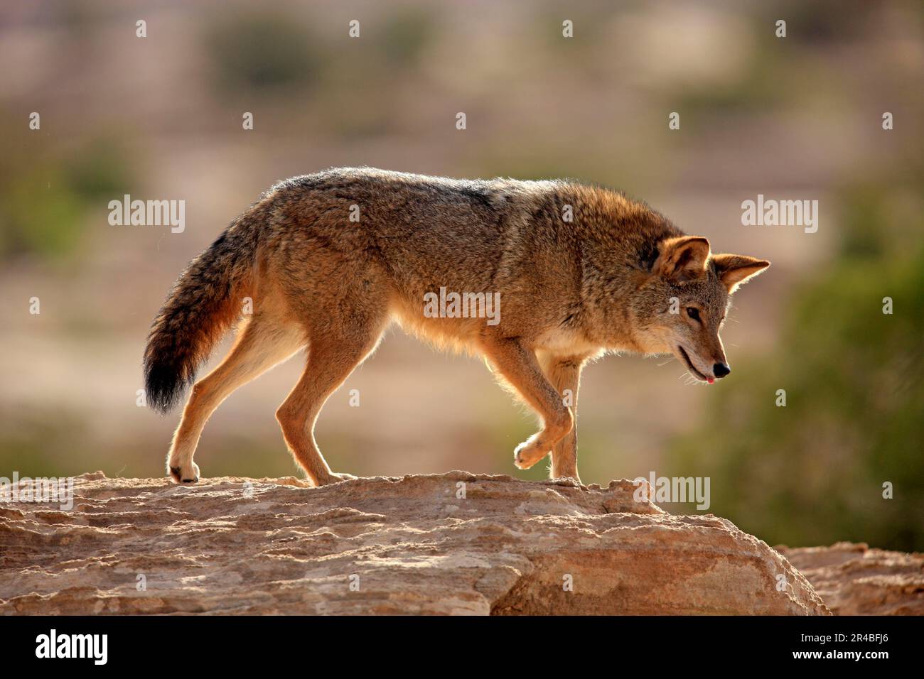 Coyote (Canis latrans), Monument Valley, Utah, USA Stock Photo - Alamy