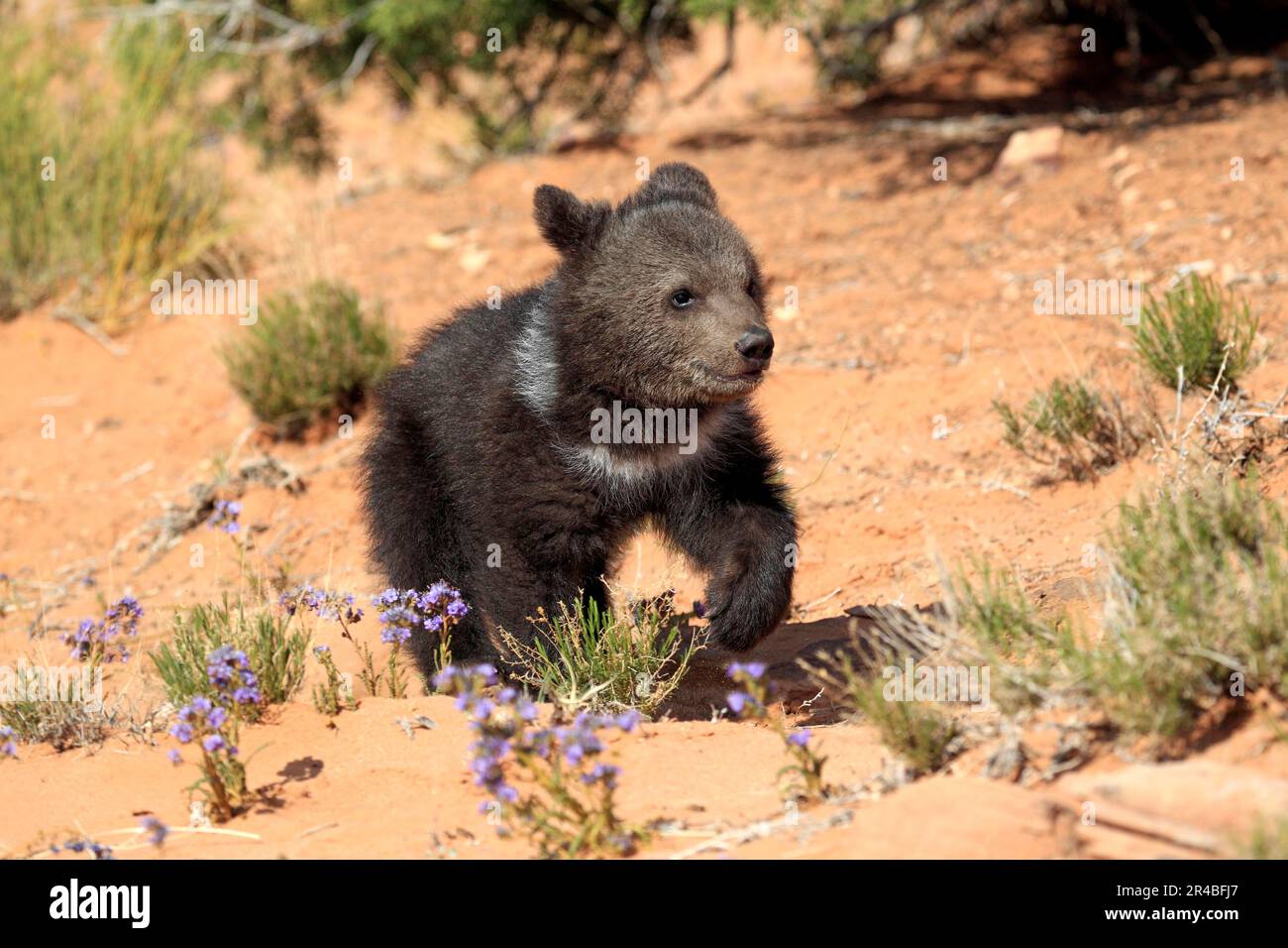 Grizzly bear (Ursus arctos horribilis), 3 months, Monument Valley, Utah ...