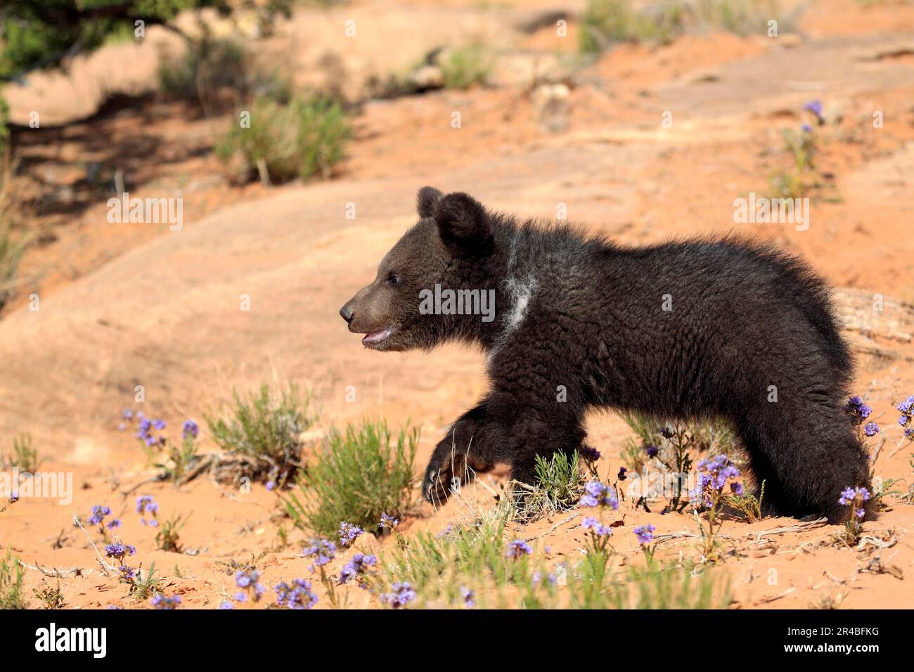 Grizzly bear (Ursus arctos horribilis), 3 months, Monument Valley, Utah ...