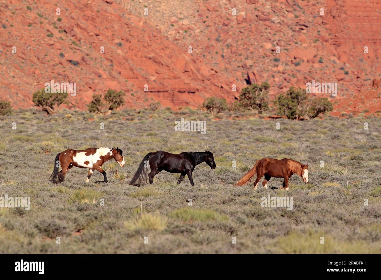 Mustangs, Monument Valley, Utah, USA Stock Photo - Alamy