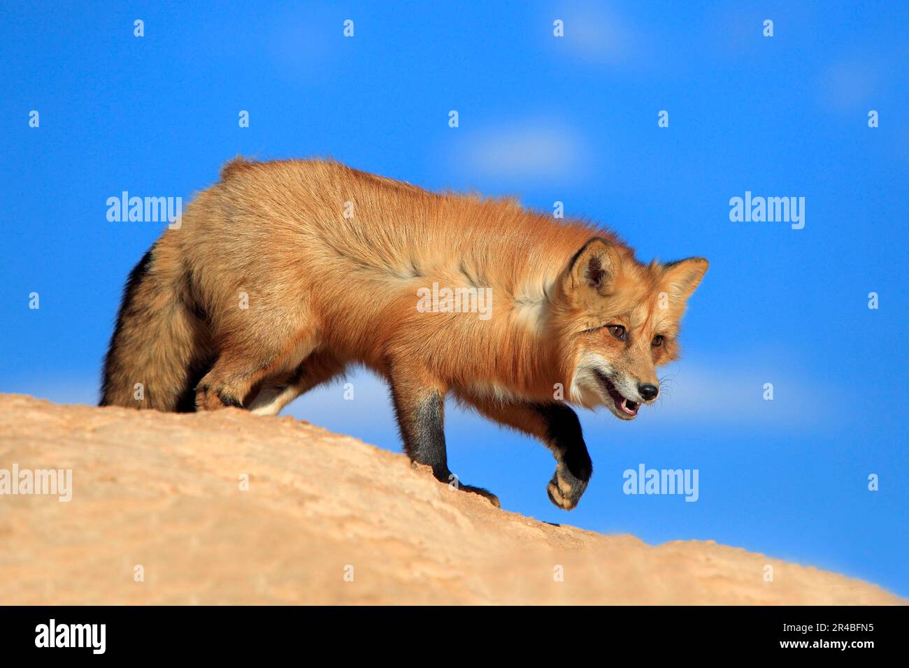 American red fox (Vulpes vulpes fulva), Monument Valley, american red ...