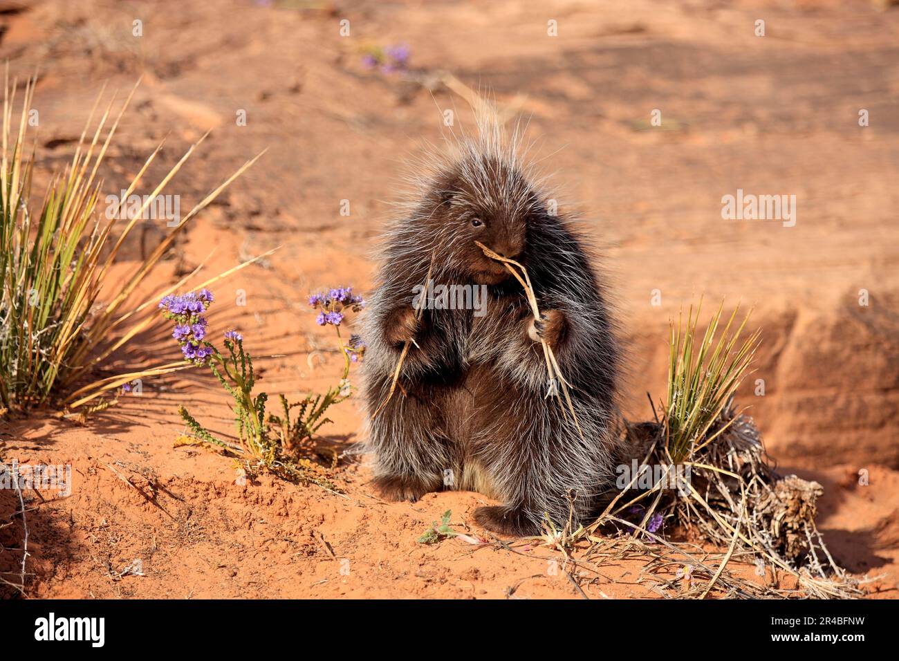 North american porcupine (Erethizon dorsatum), Monument Valley, Utah ...