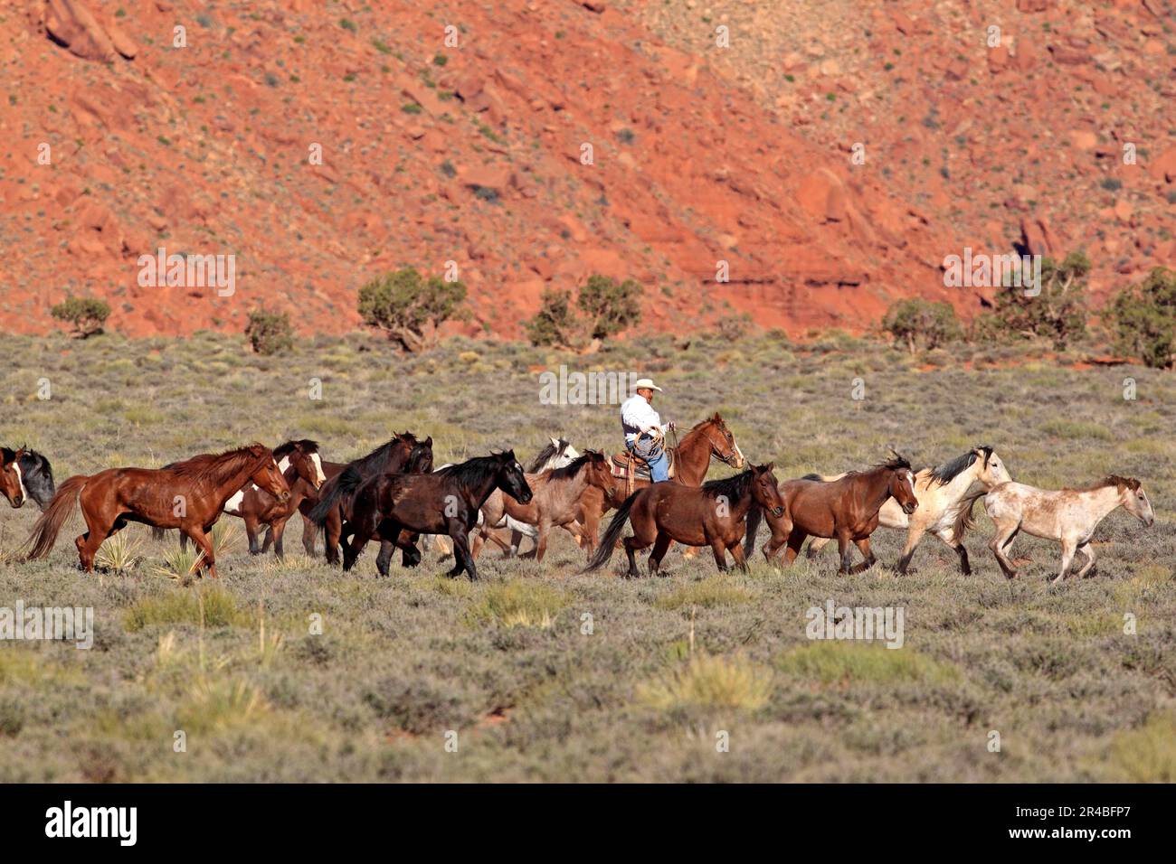 Navajo cowboy drives mustangs, Monument Valley, Utah, USA, Indians ...