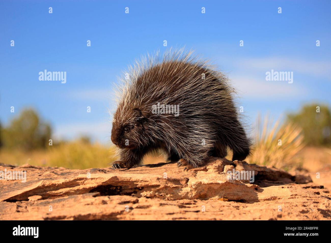 North american porcupine (Erethizon dorsatum), Monument Valley, Utah ...