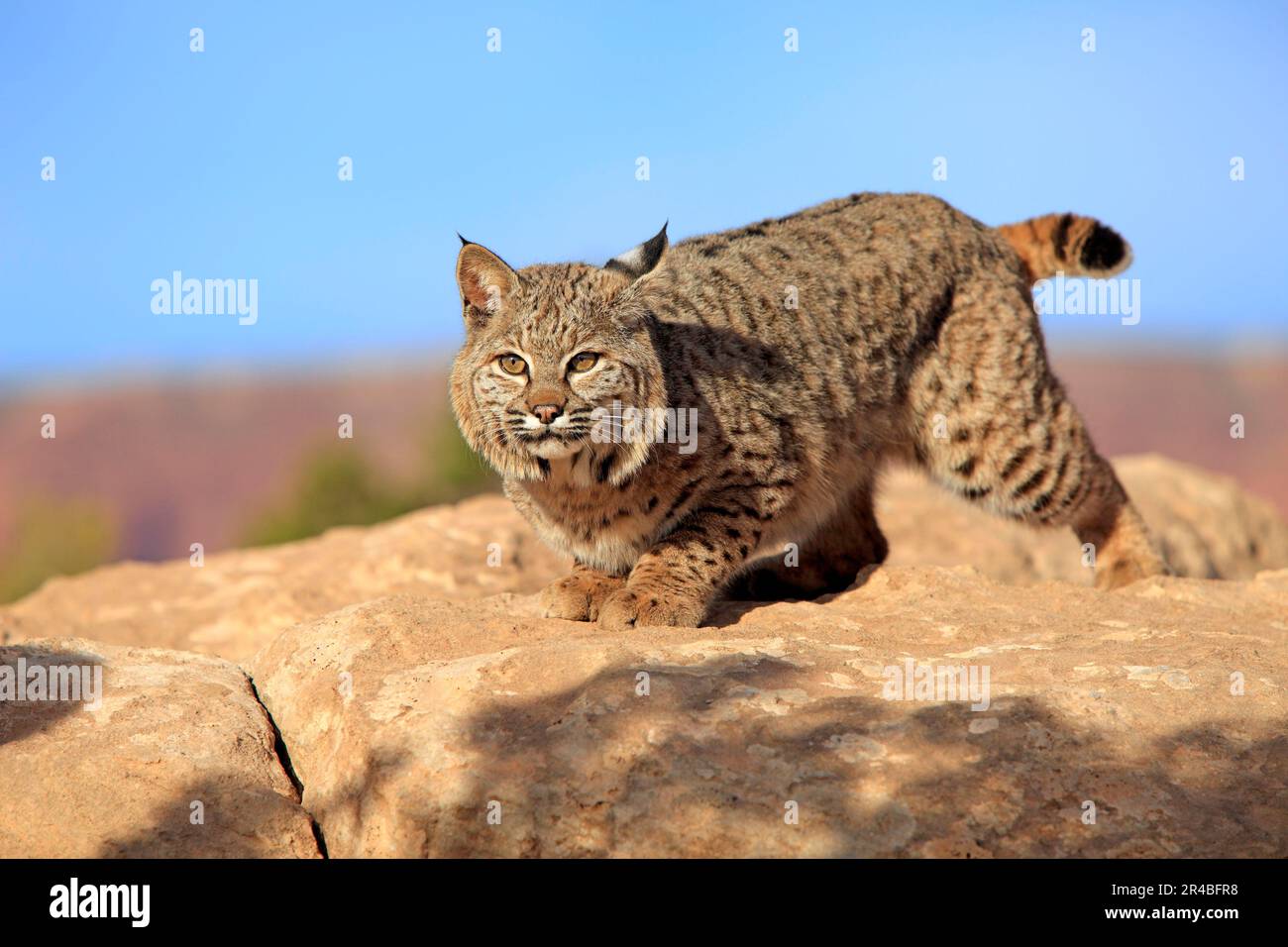 Bobcat (Lynx rufus), Monument Valley, Utah (Felis rufa), creeping, USA ...