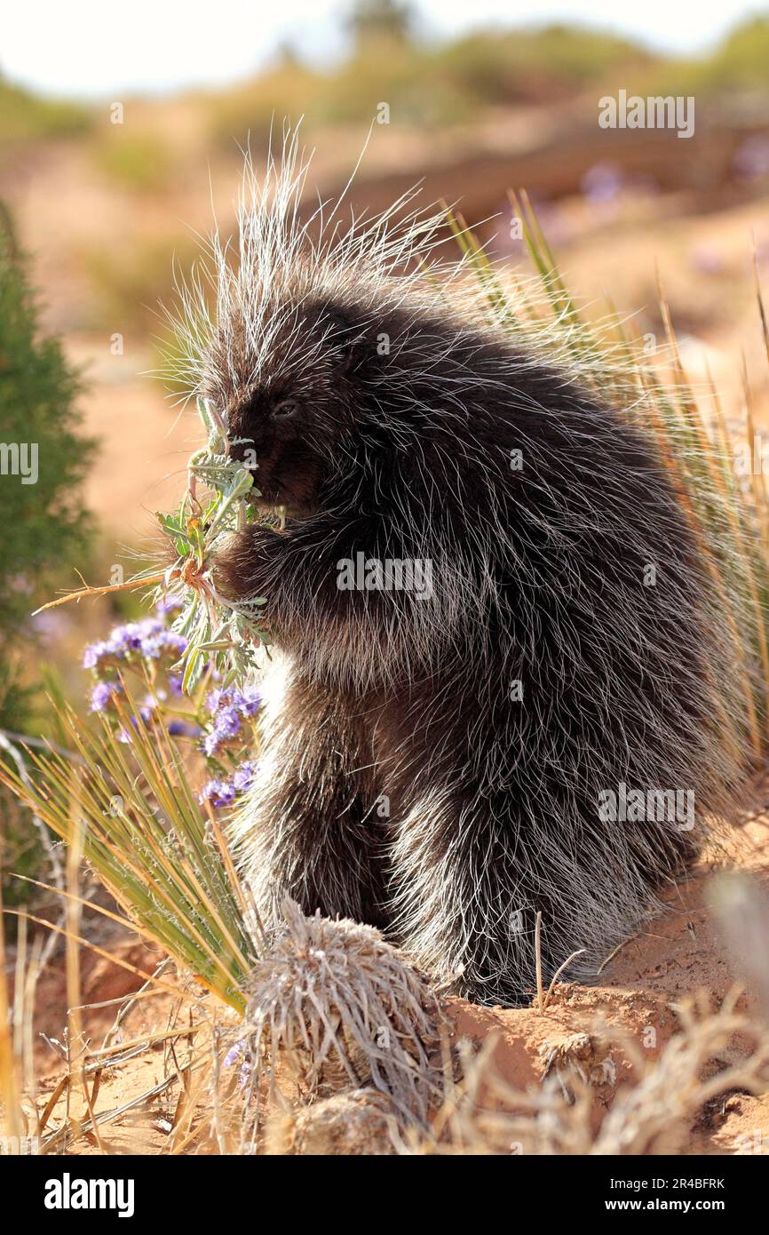North american porcupine (Erethizon dorsatum), Monument Valley, Utah ...
