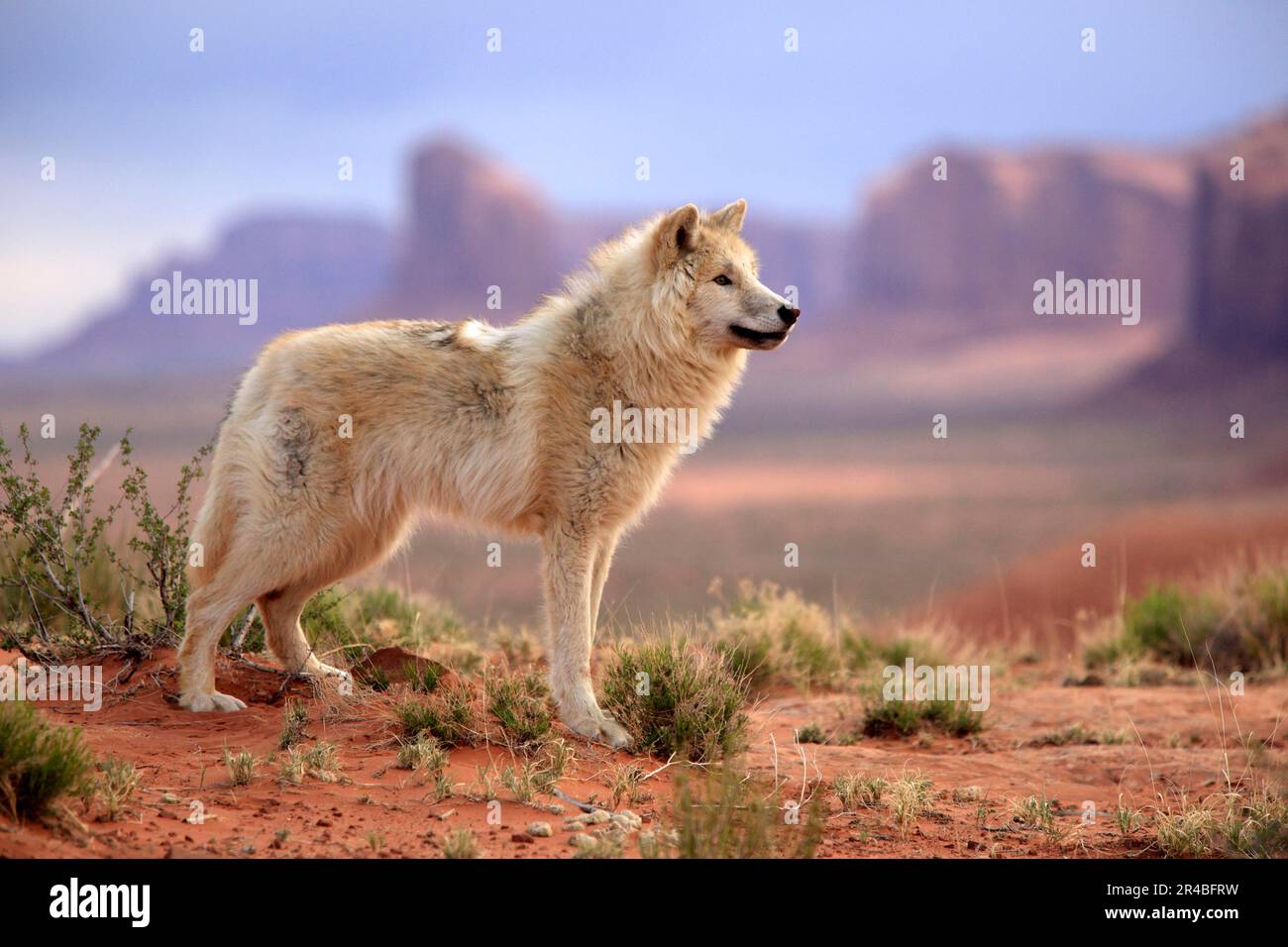 Timbergray wolf (Canis lupus), Monument Valley, Utah, USA Stock Photo ...