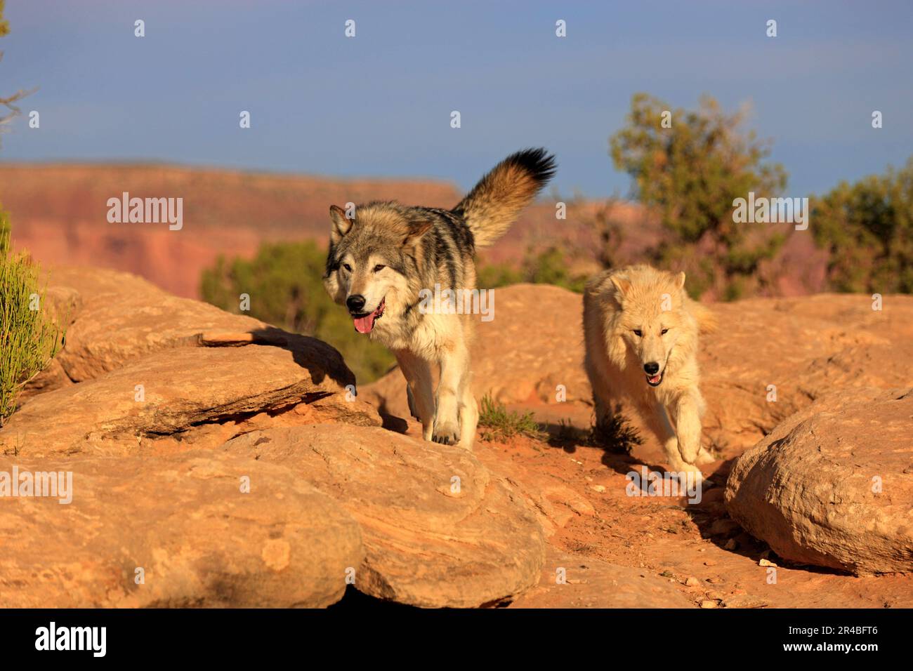 Timber gray wolves (Canis lupus), Monument Valley, Utah, USA Stock ...