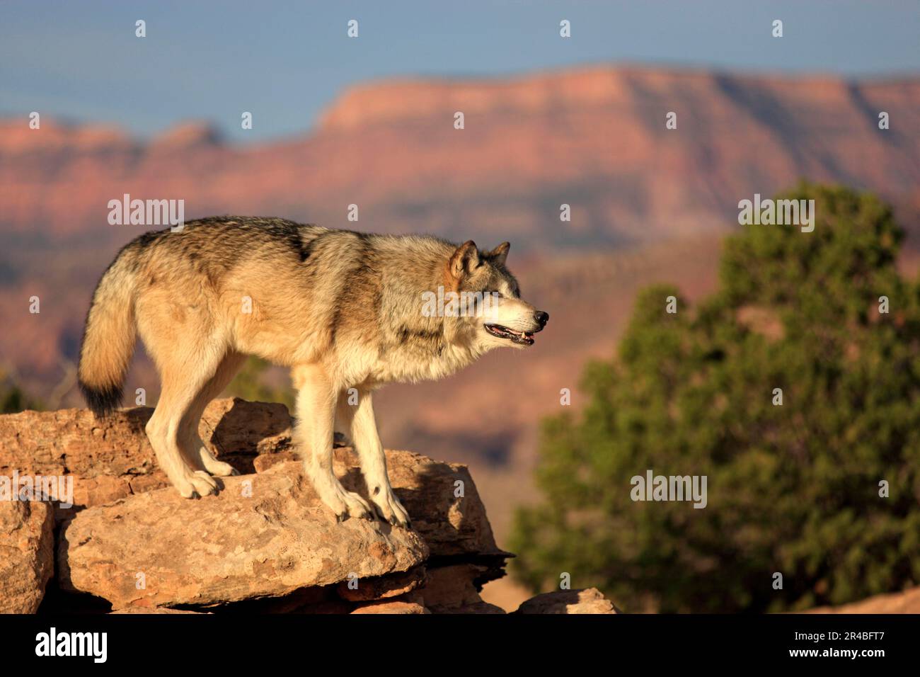 Timbergray wolf (Canis lupus), Monument Valley, Utah, USA Stock Photo ...