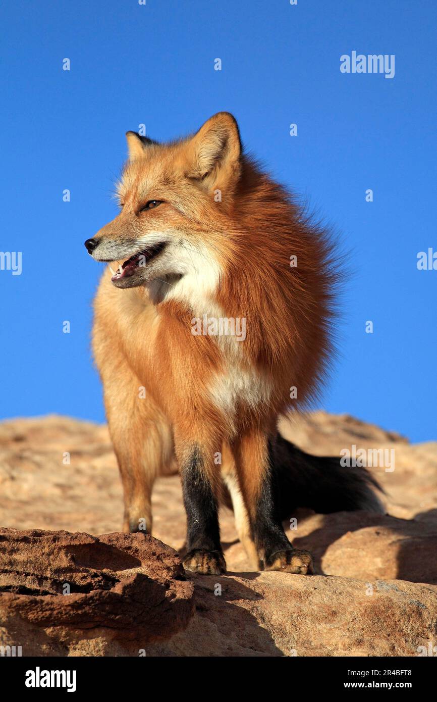American red fox (Vulpes vulpes fulva), Monument Valley, american red ...