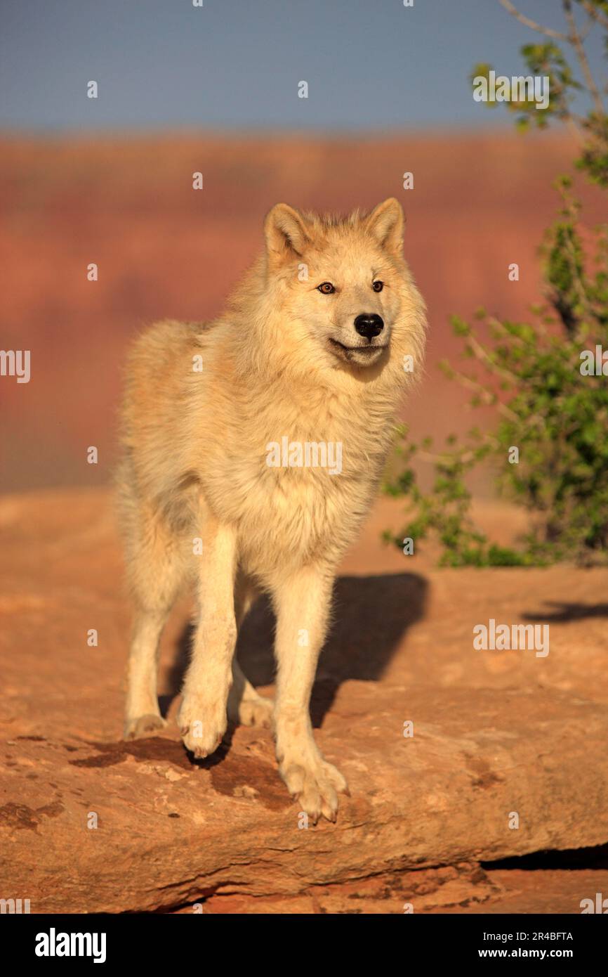Timbergray wolf (Canis lupus), Monument Valley, Utah, USA Stock Photo ...