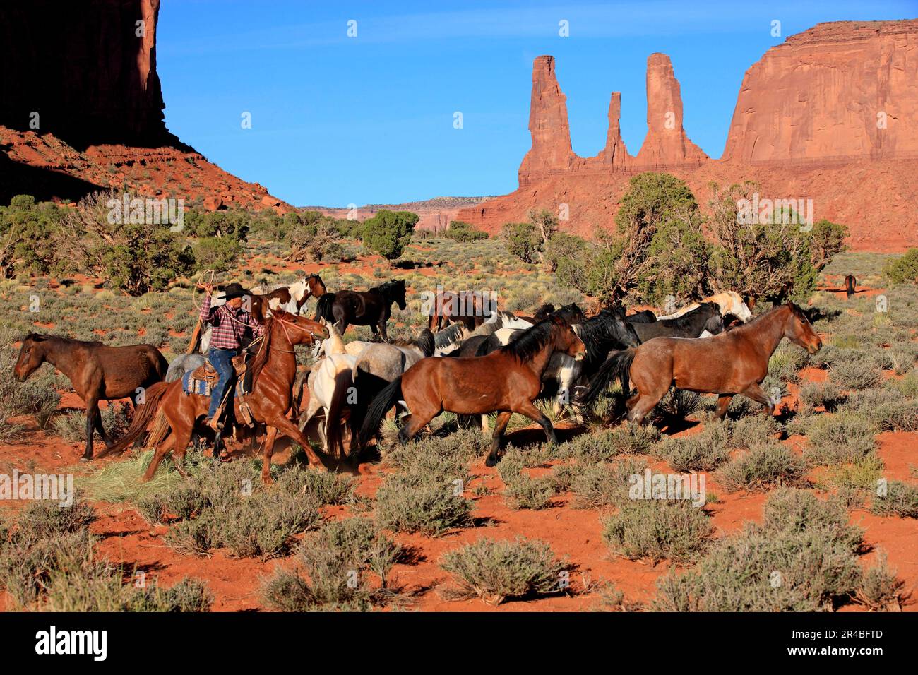 Navajo cowboy drives mustangs, Monument Valley, Utah, USA, Indians ...