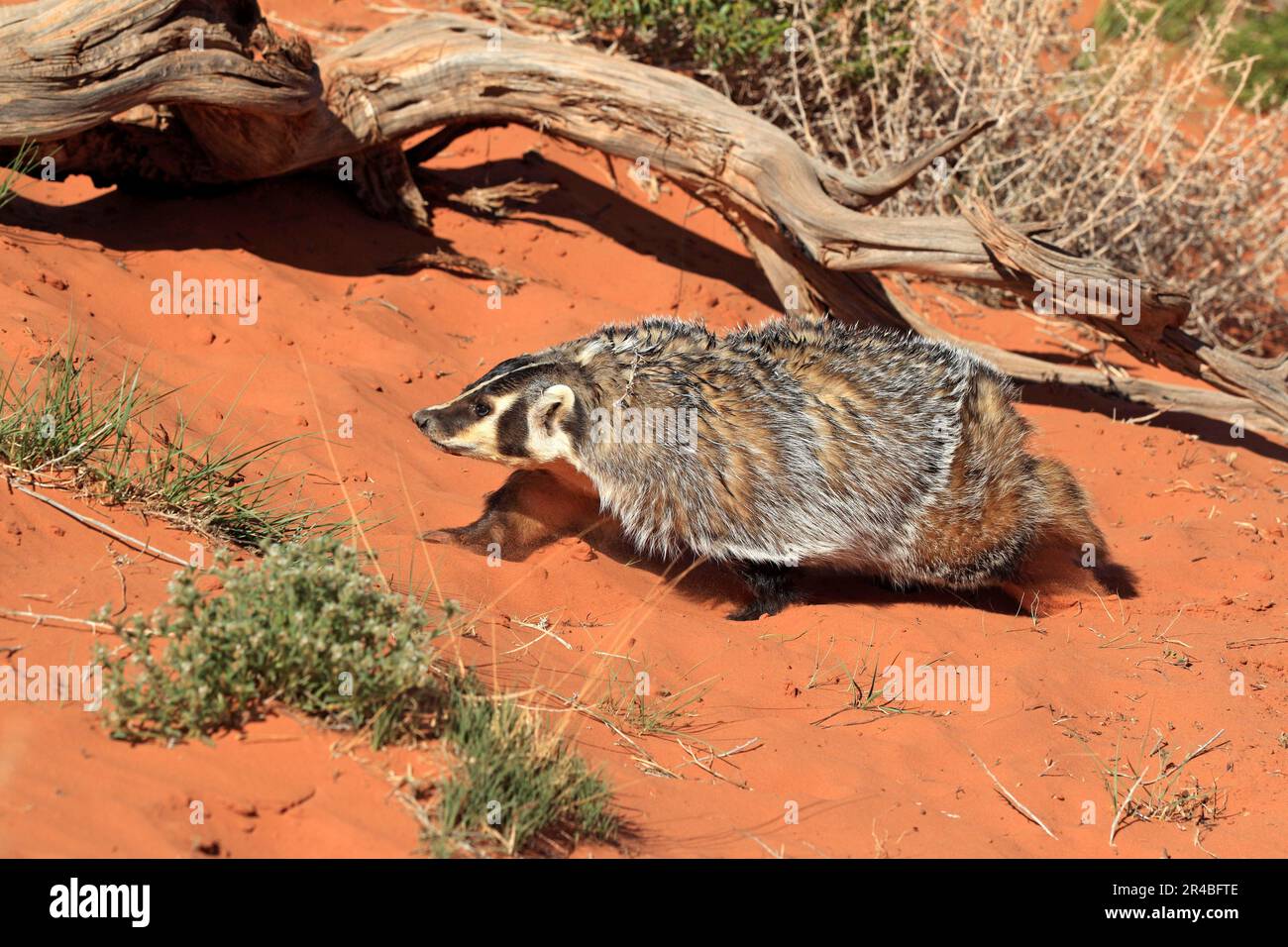 Badger, Monument Valley, american badger (Taxidea taxus), USA Stock ...