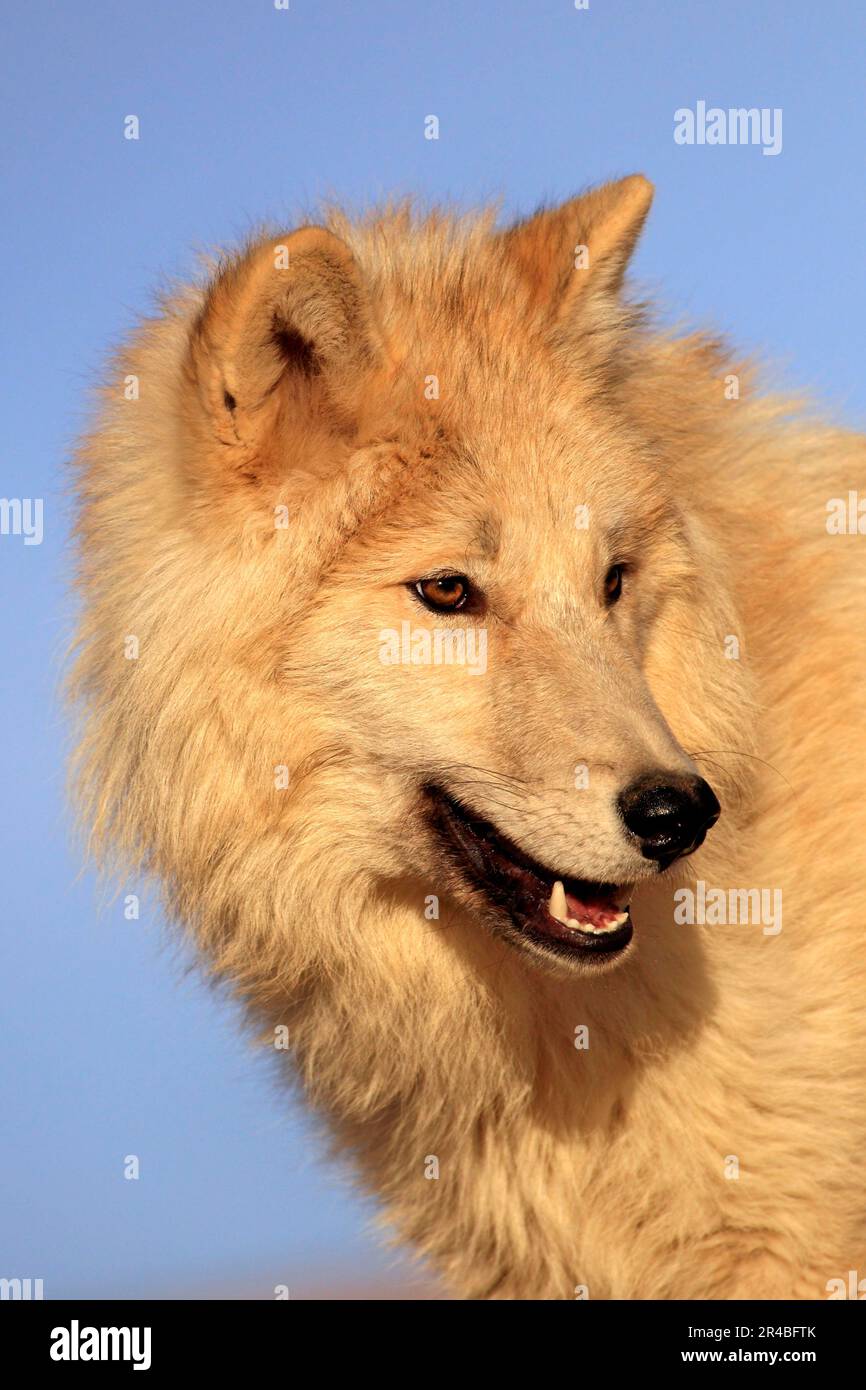 Timbergray wolf (Canis lupus), Monument Valley, Utah, USA Stock Photo ...