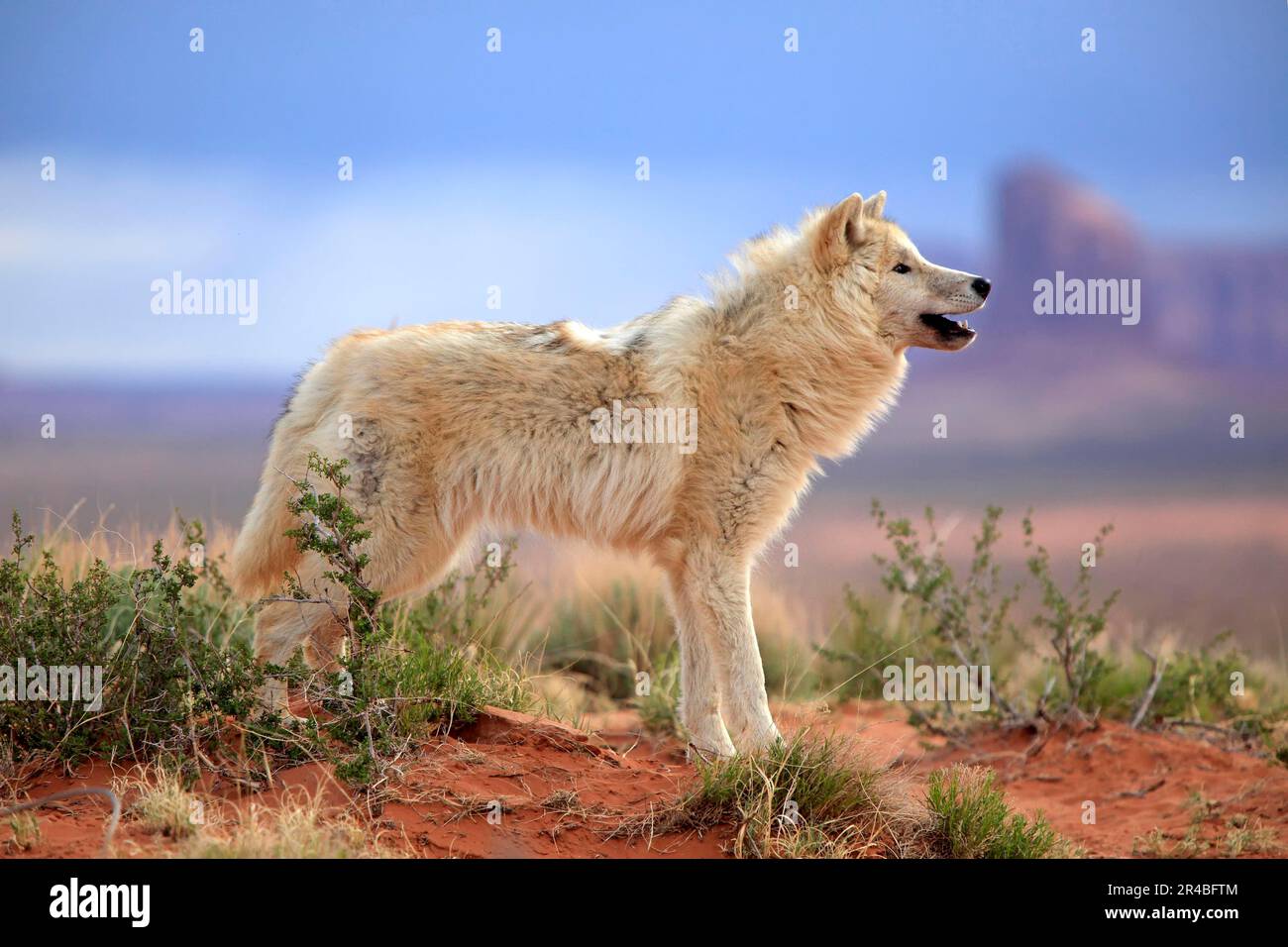Timbergray wolf (Canis lupus), Monument Valley, Utah, USA Stock Photo ...