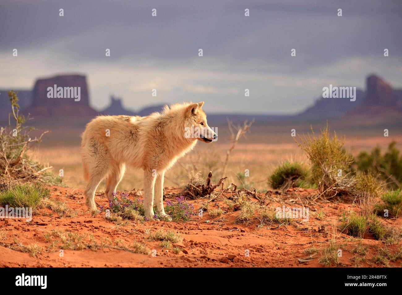 Timbergray wolf (Canis lupus), Monument Valley, Utah, USA Stock Photo ...