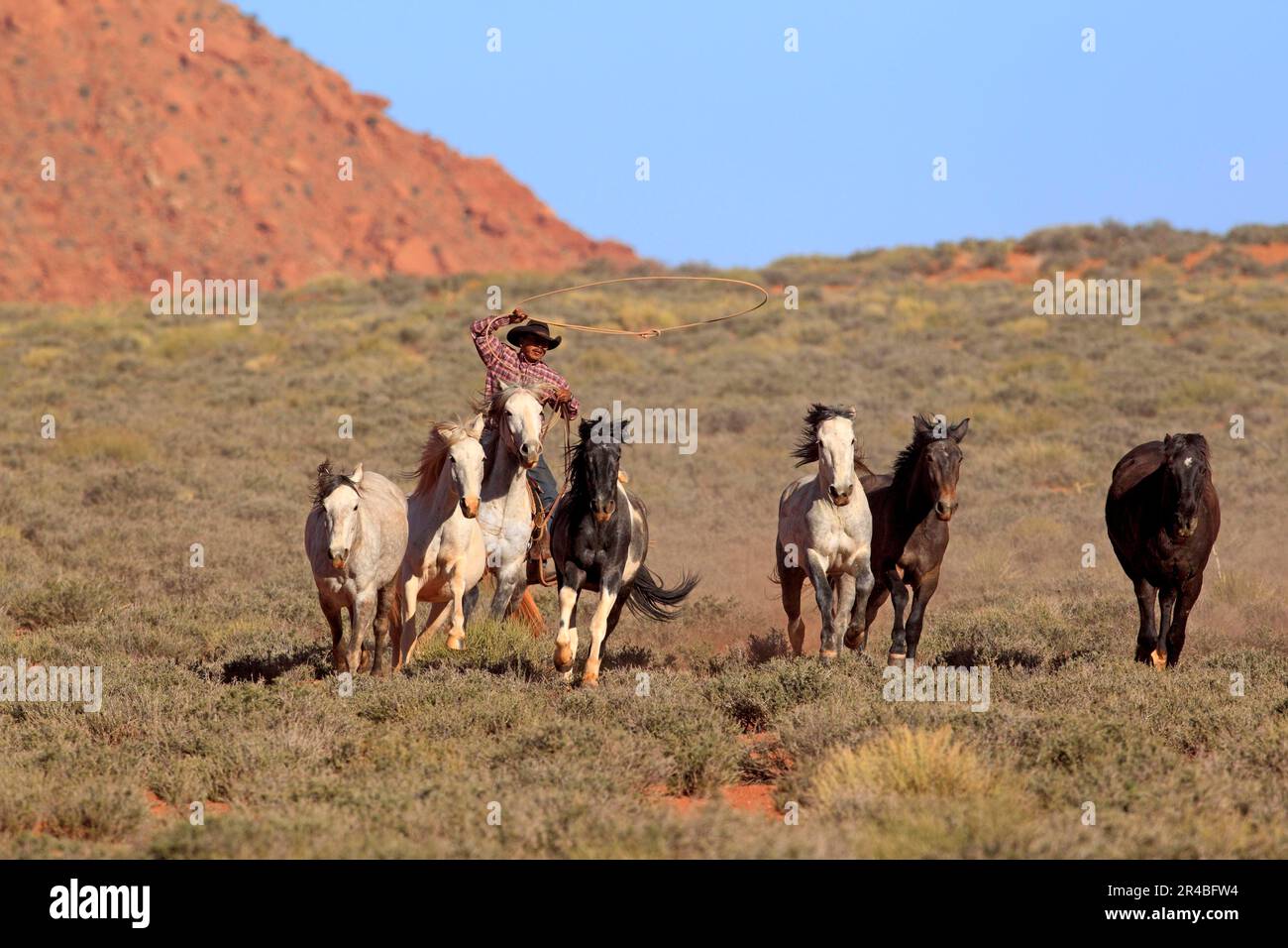 Navajo cowboy drives mustangs, Monument Valley, Utah, USA, Indians ...