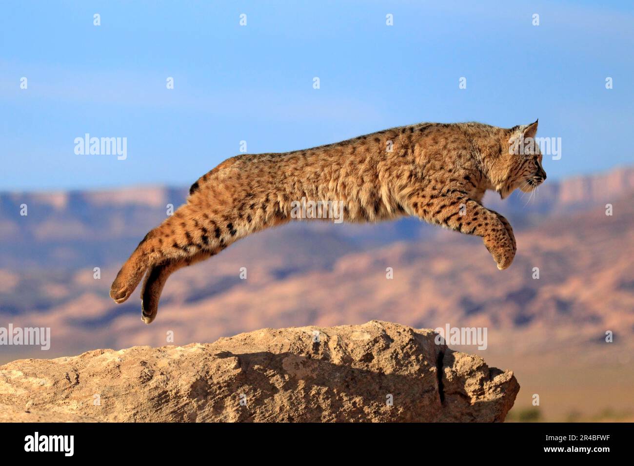 Bobcat (Lynx rufus), Monument Valley, bobcat (Felis rufa), USA Stock ...