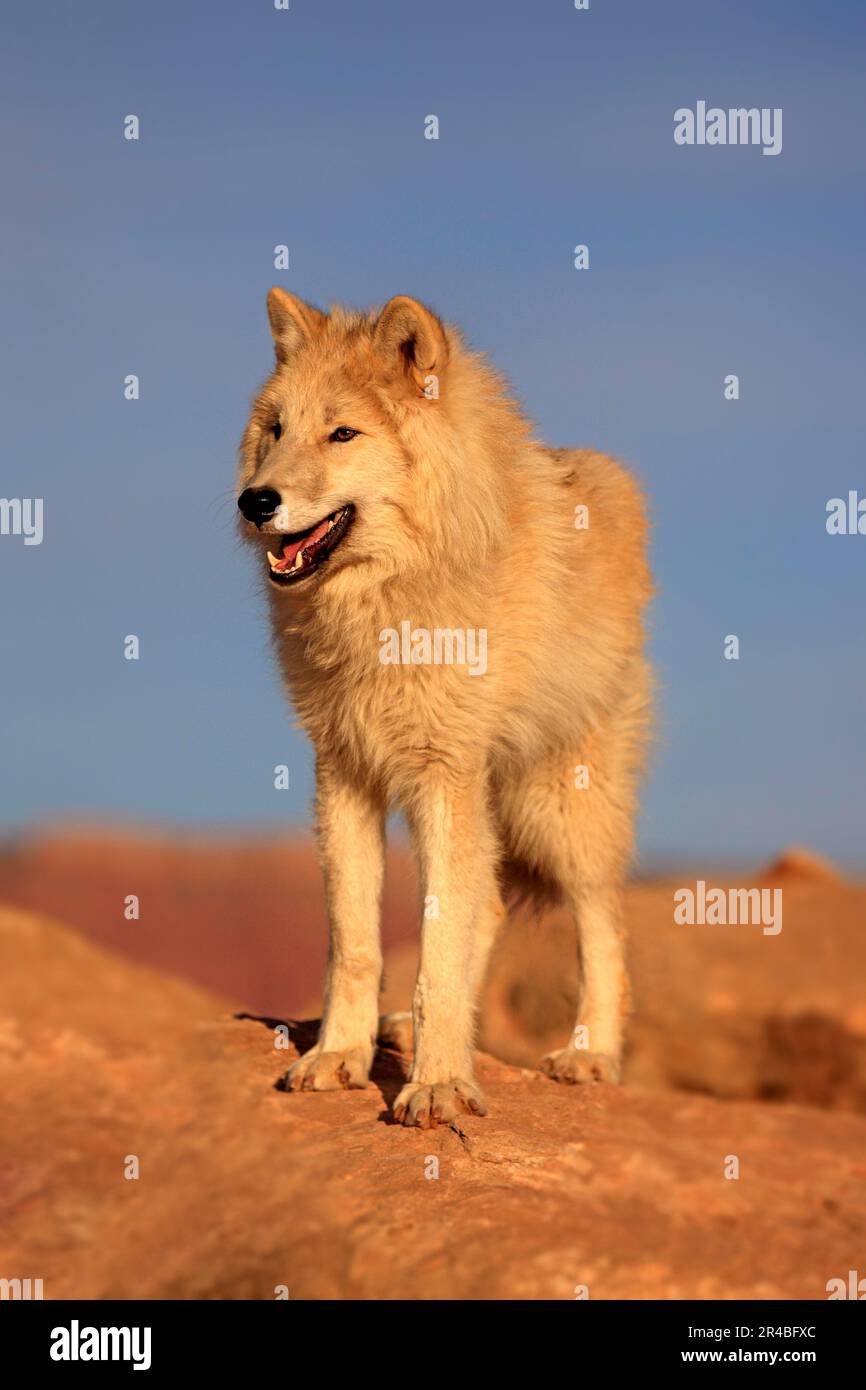 Timbergray wolf (Canis lupus), Monument Valley, Utah, USA Stock Photo ...
