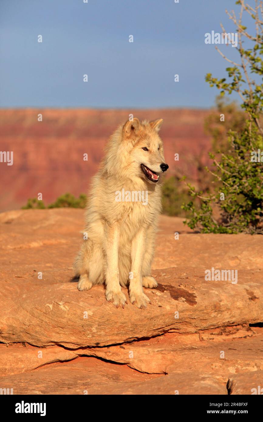 Wolf desert hi-res stock photography and images - Alamy