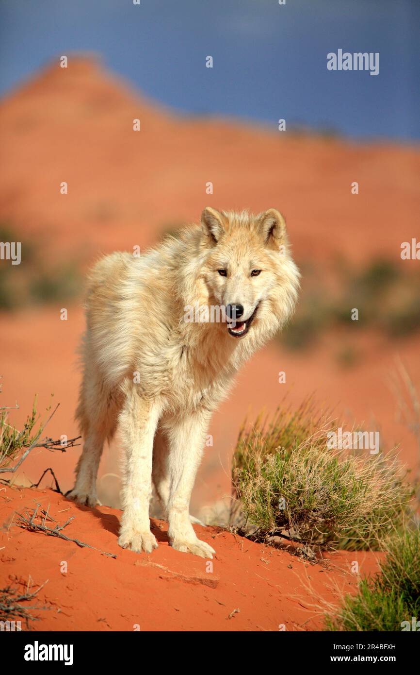 Timbergray wolf (Canis lupus), Monument Valley, Utah, USA Stock Photo ...
